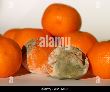 Satsuma mandarin orange fruit going off mouldy Stock Photo - Alamy