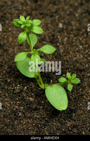 Cleavers Galium aparine seedling plant with single true leaf rosette ...
