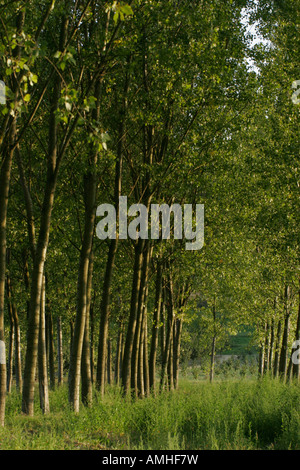 Forest in Roero, Piemonte, Italy Stock Photo - Alamy