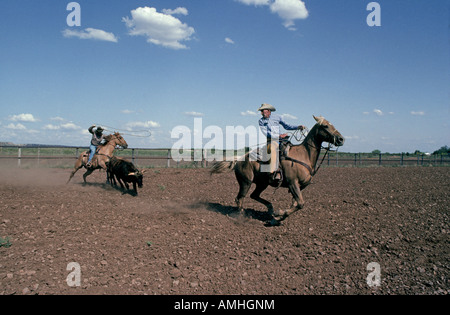 Cowboys on a large west texas cattle ranch practice steer roping in a ...