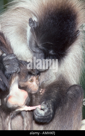 Blach Mangabey Grey Cheeked Mangabey Cerocebus albigena Lophocebus ...
