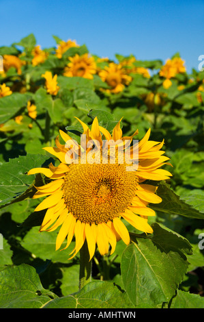 Sunflower, Field of blooming sunflowers Stock Photo - Alamy