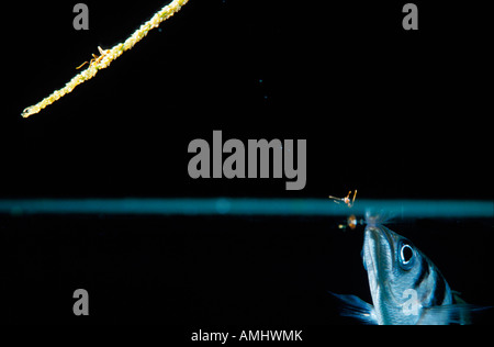 ARCHER FISH poisson cracheur TOXOTES JACULATOR INDONESIA animal animals ...
