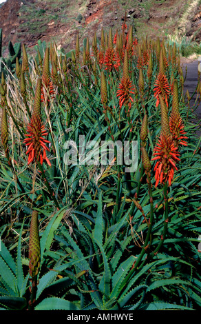 Blhende Aloe Vera