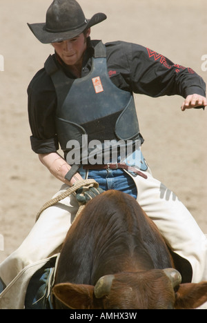 Rodeo cowboy on bull, Methven Rodeo Stock Photo - Alamy