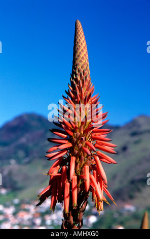 Blhende Aloe Vera
