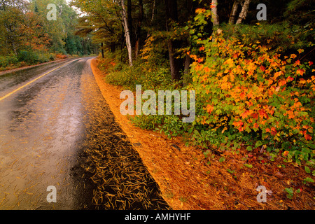 Opeongo Lake Road and Trees in Autumn, Algonquin Provincial Park ...
