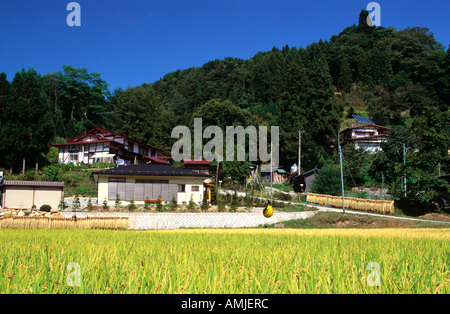 Japan, Chubu, Reisfelder bei Matsumoto Stock Photo - Alamy