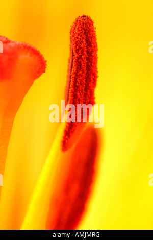 A male and female (stamen and stigma) in a blossom or flower of a ...