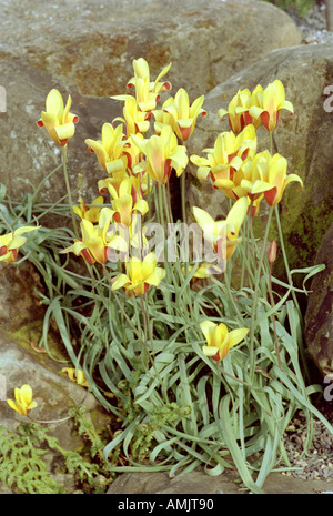 the yellow flower of Tulipa clusiana Stock Photo - Alamy