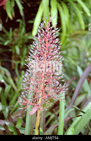 Bromeliad, Portea petropolitana, Bromeliaceae. Southeast Brazil (to ...