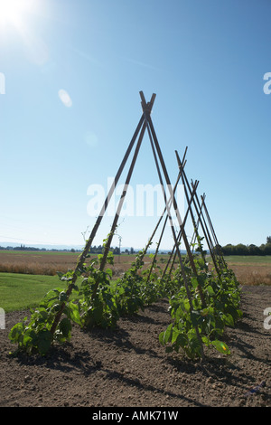 Vegetable garden with bean support and grass path around vegetable ...