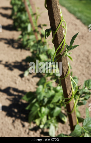 Vegetable garden with bean support and grass path around vegetable ...