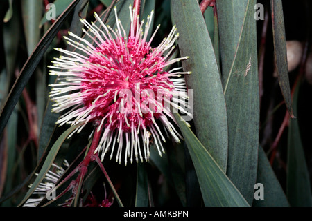 Close-up of Pincushion Hakea/ Emu Bush/ Kodjet and Honey Bee [Apis ...