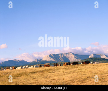 Open range cattle grazing at foothills of Rocky Mountains in northern ...