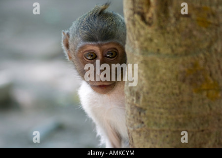 Cute Baby Long Tailed Macaques Macaca Fascicularis Monkey Forest Ubud ...