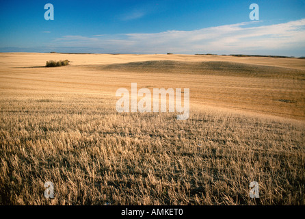 Canadian prairie landscape of wheat field in rural Saskatchewan, Canada ...