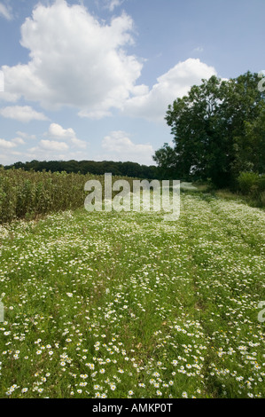 Wild flowers in a set aside field, Cromarty Firth, Scotland, UK Stock ...
