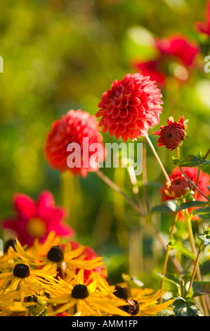 Summer flowers in Holehird gardens, Windermere, Cumbria, UK Stock Photo ...