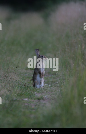 Rabbit Oryctolagus cunniculus standing Stock Photo - Alamy