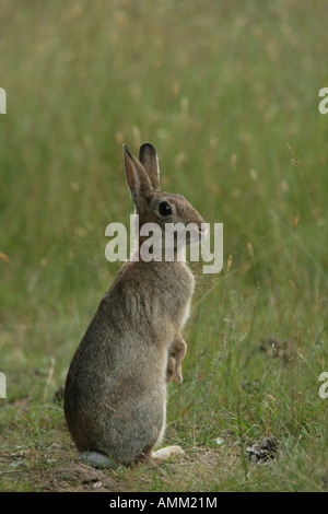 Rabbit Oryctolagus cunniculus standing Stock Photo - Alamy