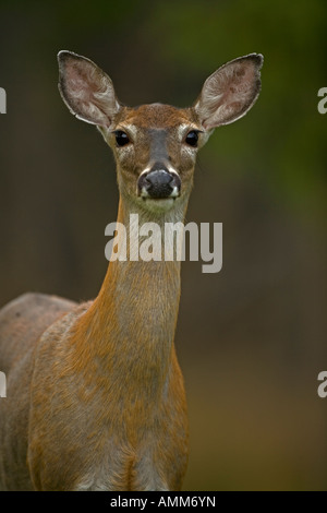 Close-up of White-tailed Deer (Odocoileus virginianus) buck grazing in ...