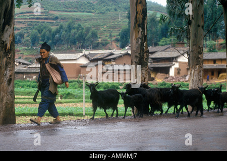Goat herder with goats in Dali Yunnan Province People s Republic of ...