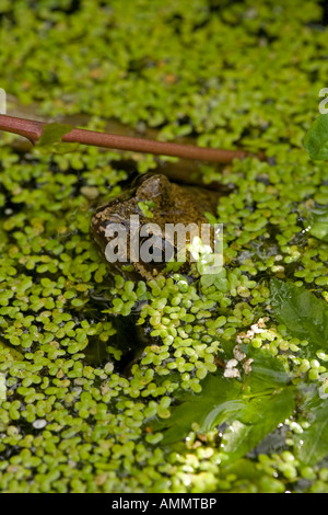 Common Frog (Rana temporaria) hiding in long grass in uncut area of ...
