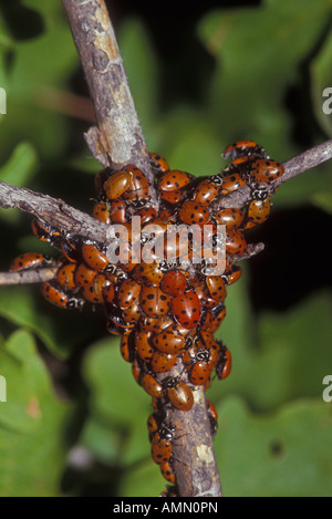 An aggregation of convergent ladybugs, Hippodamia convergens, in the ...