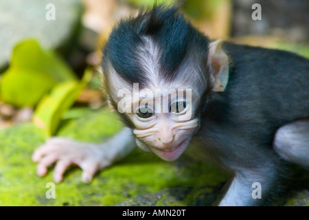 Smiling Long Tailed Macaques Macaca Fascicularis Monkey Forest Ubud ...