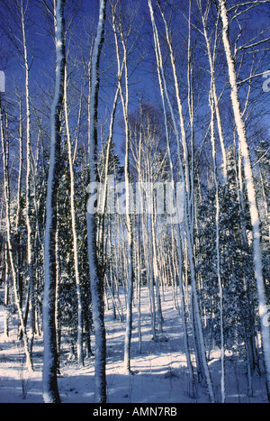 Mixed forest, New Brunswick, Canada Stock Photo - Alamy