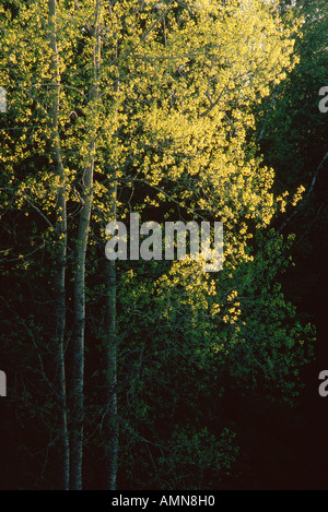 Picturesque spring landscape in birch grove with colorful carpet of ...