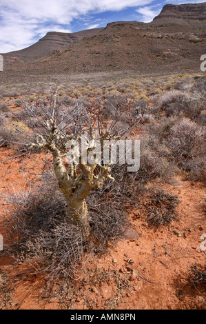 A botterboom (Tylecodon paniculatus) plant growing on rocky ground on ...