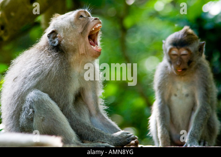 Yawning Long Tailed Macaques Macaca Fascicularis Monkey Forest Ubud ...