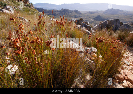 Scenic view of Restionaceae growing in the Cedarberg mountains Stock ...