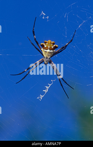 Silver Argiope, Argiope argentata Stock Photo - Alamy