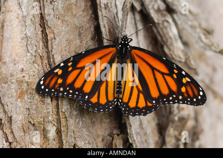 A closeup shot of an orange monarch butterfly on a purple clover flower ...