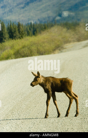 Moose Calf, Denali National Park, Alaska, young moose, baby moose ...