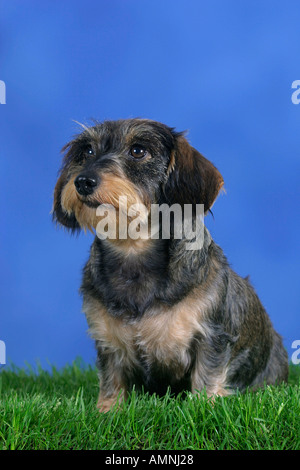 Wirehaired Dachshund Rauhaardackel Zwergrauhaardackel Dackel Teckel ...