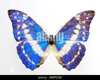 top shot plan view of a Nymphalidae butterfly, opened winged, against a ...