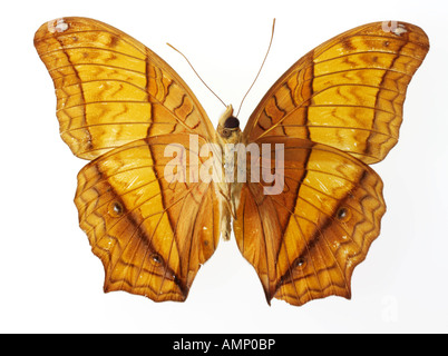 top shot plan view of a Nymphalidae butterfly, opened winged, against a ...