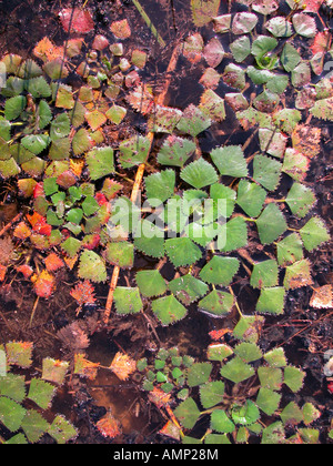 Macre nageante Water Chestnut Trapa natans leaves Action Actions Africa ...