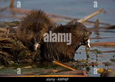 Muskrats by feeding platform New York Stock Photo - Alamy