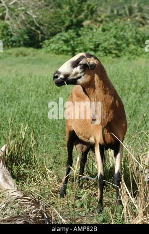 Barbados black belly sheep Stock Photo - Alamy