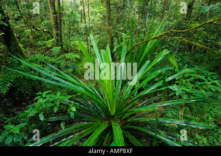 Pandanus grows on rainforest floor, Andasibe-Mantadia National Park ...