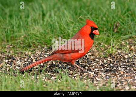 Male cardinal on the ground with a sunflower seed in its mouth Stock ...