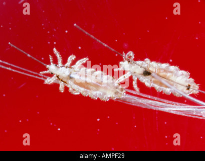 Human Louse (Pediculus humanus Stock Photo - Alamy