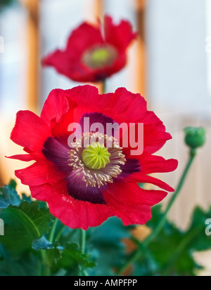 Bright red opium poppy growing in an English cottage garden Stock Photo ...