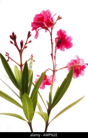 Red Nerium oleander flower blossom Stock Photo - Alamy