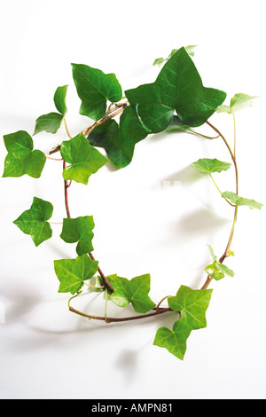 Ivy leaves (Hedera helix) growing on a garden trellis to screen the oil ...